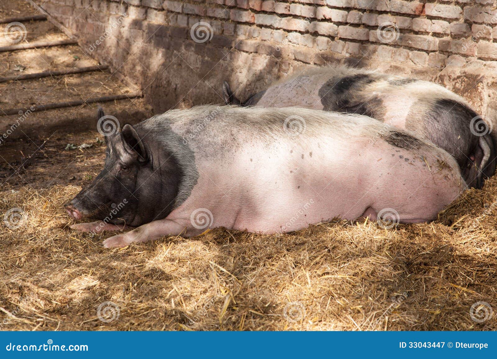 Relaxing Pigs stock image. Image of pigsty, headset, farming - 33043447