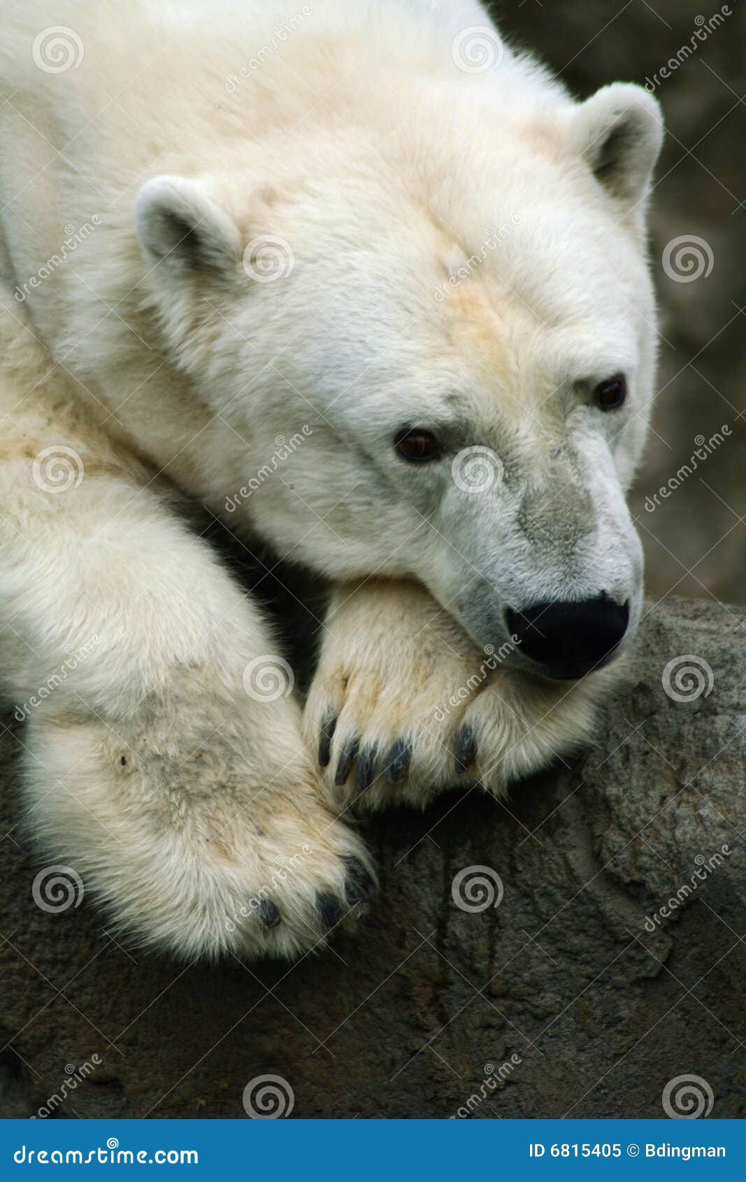 Relaxing Polar Bear stock image. Image of wild, mammal - 6815405