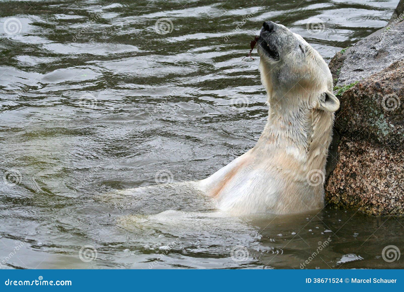 Relaxing Polar bear stock photo. Image of climatic, pleasure - 38671524