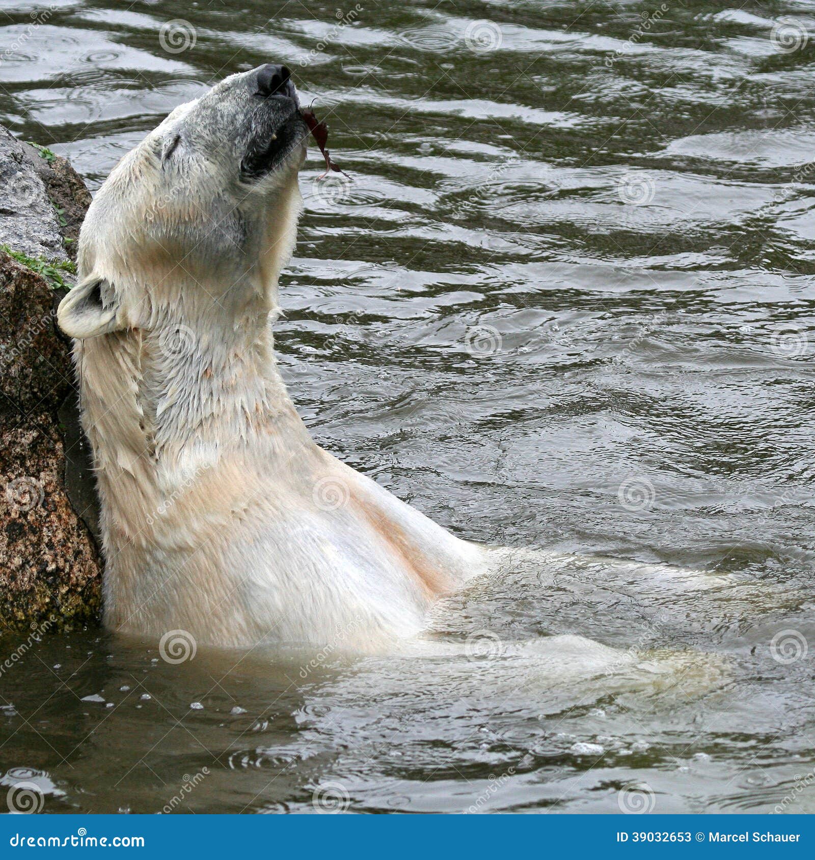 Relaxing Polar bear stock image. Image of climate, fauna - 39032653