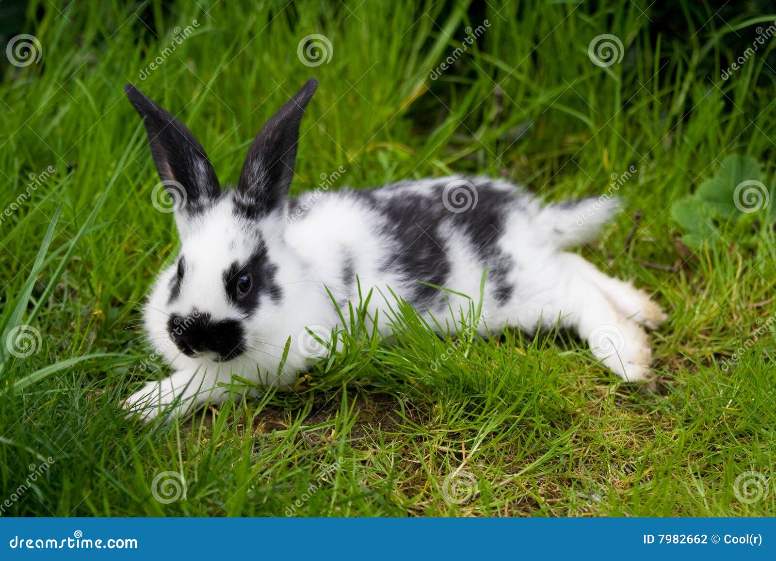 Relaxing rabbit stock photo. Image of small, animal, shallow - 7982662