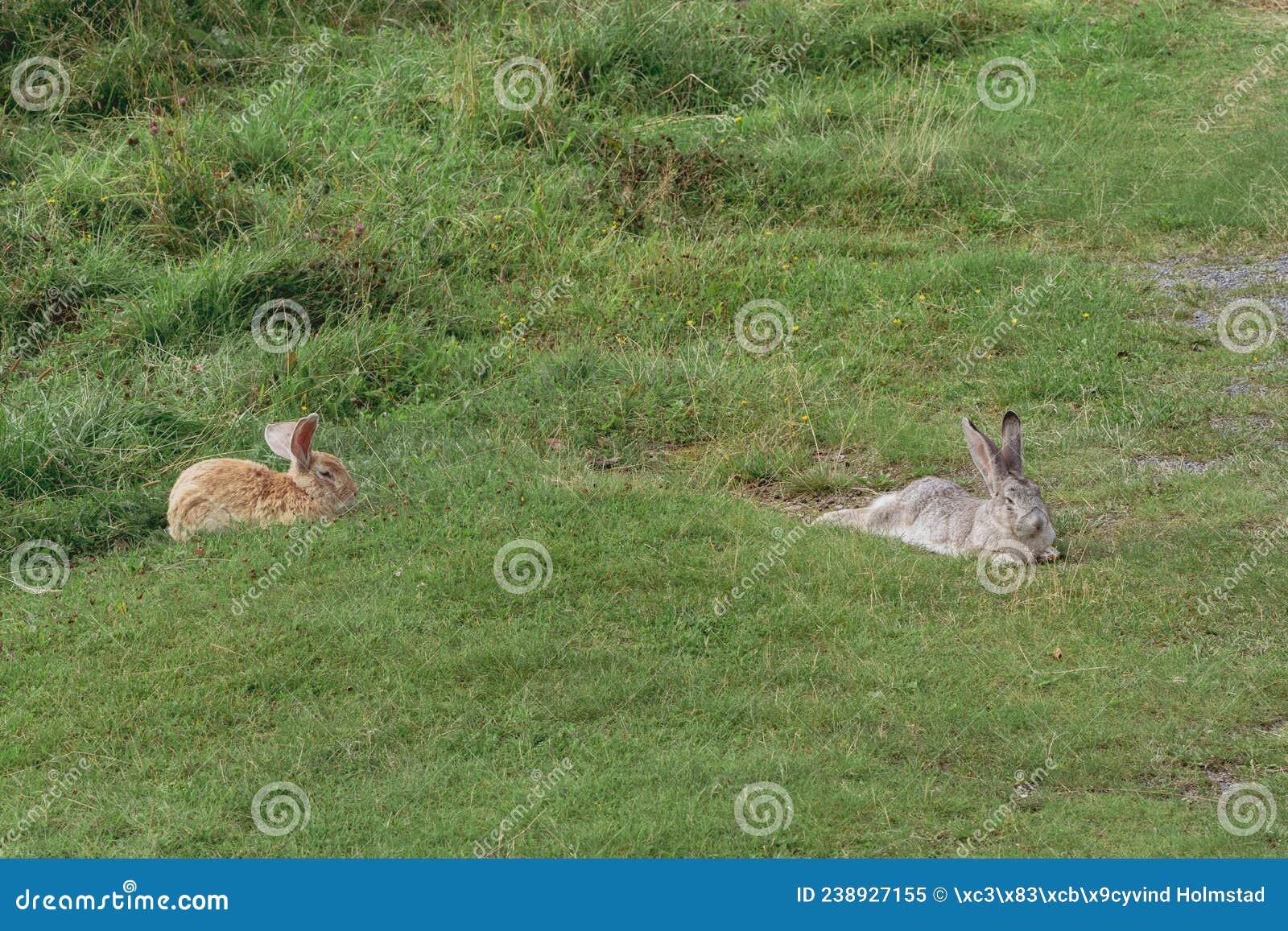 Relaxing rabbits stock image. Image of resting, pets - 238927155