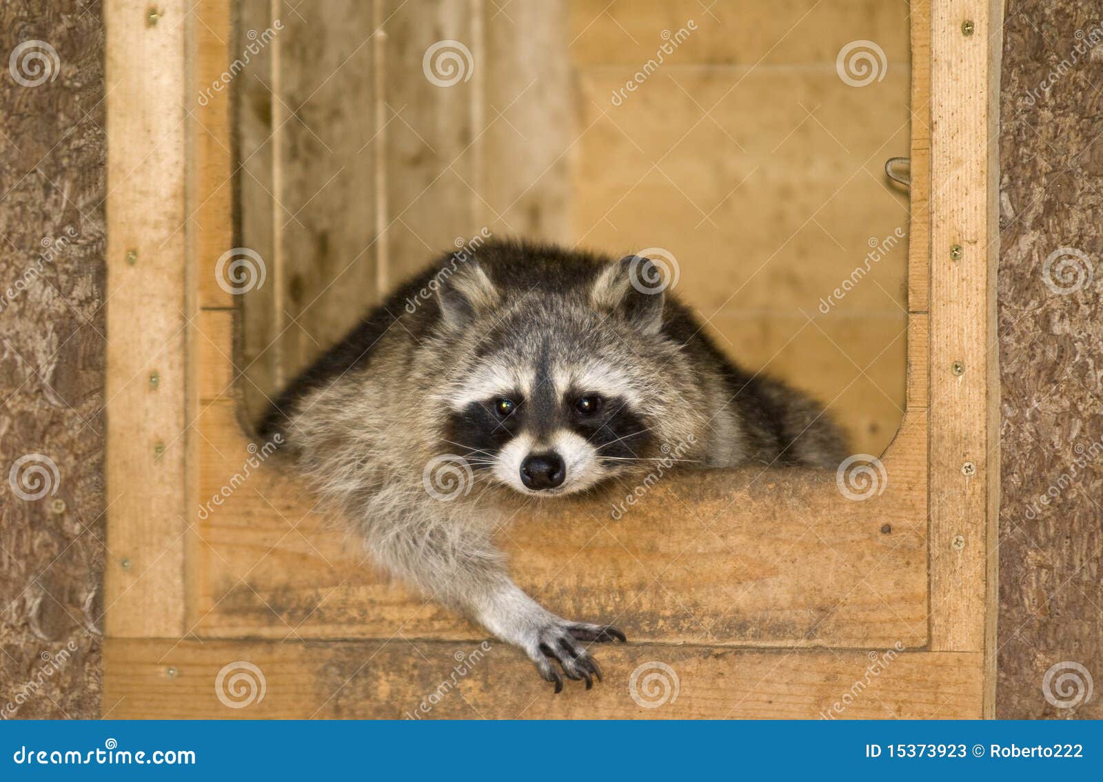 Relaxing raccoon stock image. Image of detail, relaxing - 15373923