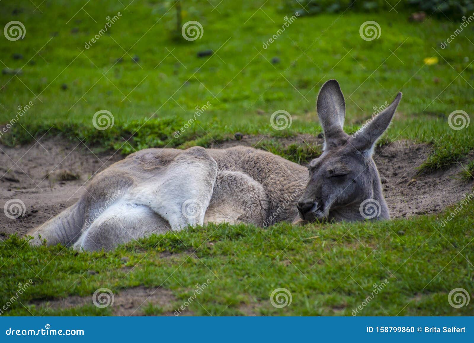 Relaxing Red Kangaroo Macropus Rufus - the Largest of All Kangaroos ...