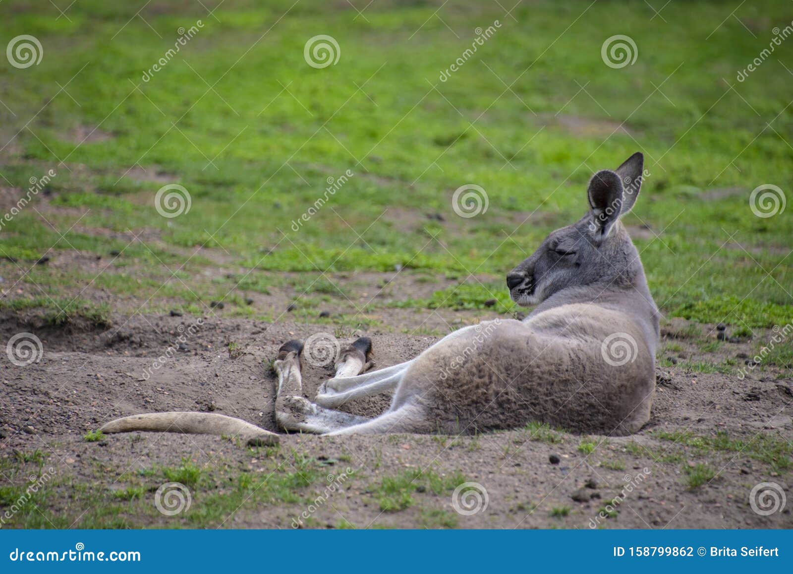 Relaxing Red Kangaroo Macropus Rufus - the Largest of All Kangaroos ...