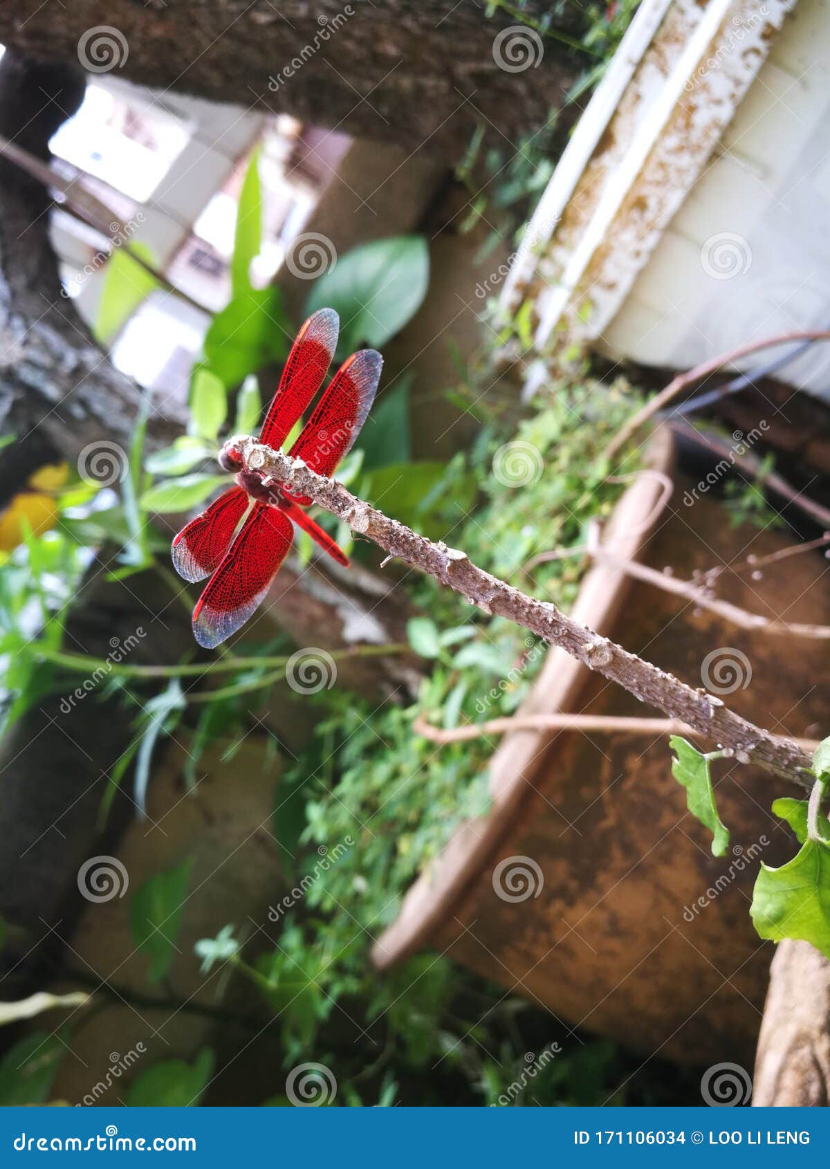 Relaxing Ruby dragonfly stock photo. Image of ruby, dragonfly - 171106034