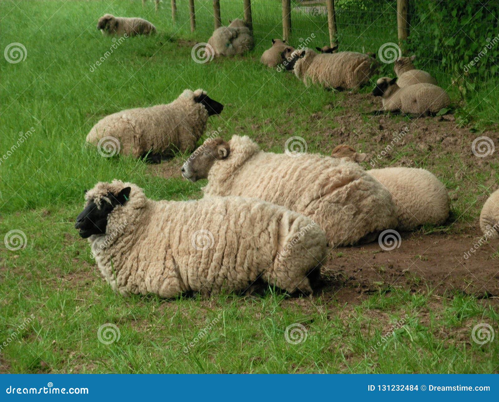 Relaxing sheep stock photo. Image of sheep, flock, green - 131232484