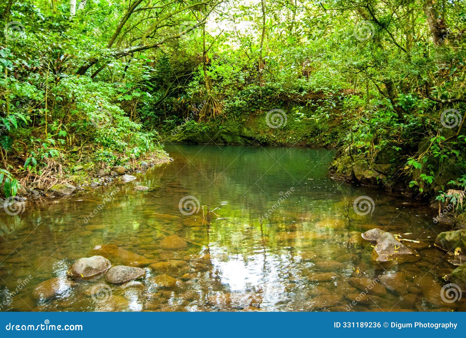 Relaxing Smooth Stream Rolling through Rainforest on Maui, Hawaii Stock ...