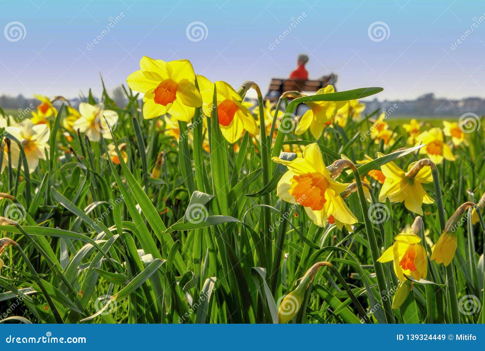 Relaxing in spring stock image. Image of floral, alone - 139324449