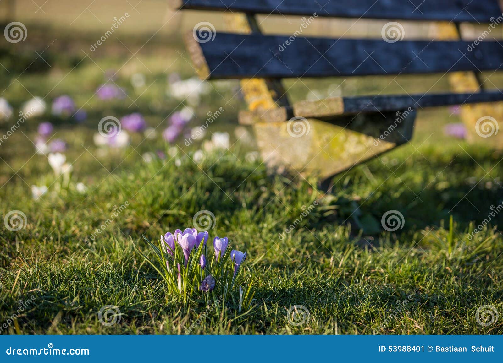 Relaxing Spring scenery stock image. Image of spring - 53988401