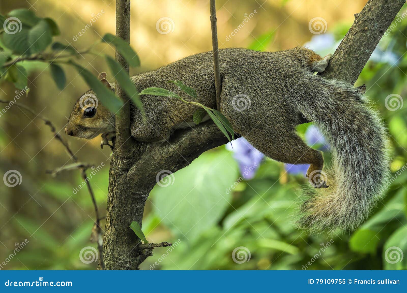Relaxing Squirrel stock image. Image of dangling, amusing - 79109755