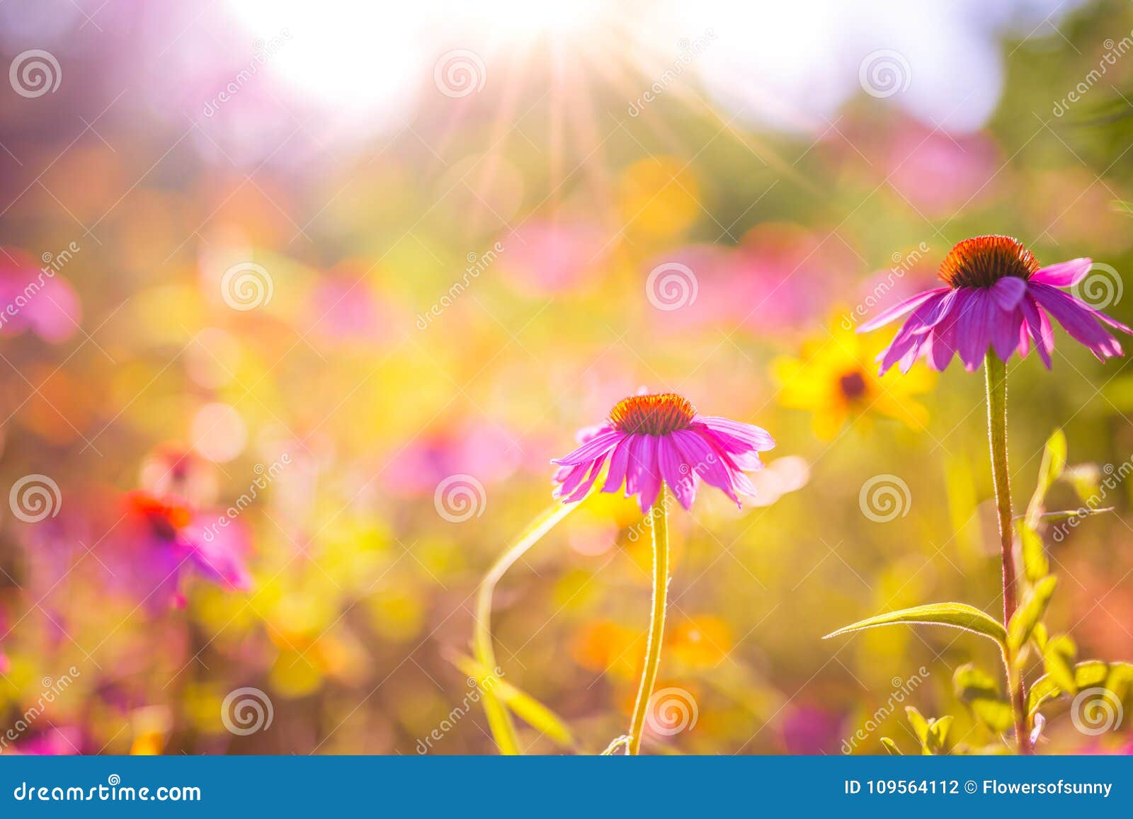 Summer Flowers and Sun Rays and Blurred Bokeh Background Stock Photo ... Summer Flowers and Sun Rays and Blurred Bokeh Background Stock Photo ...
