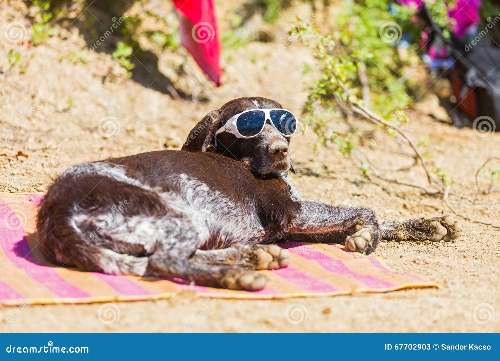 Relaxing in the sun stock image. Image of summer, nature - 67702903
