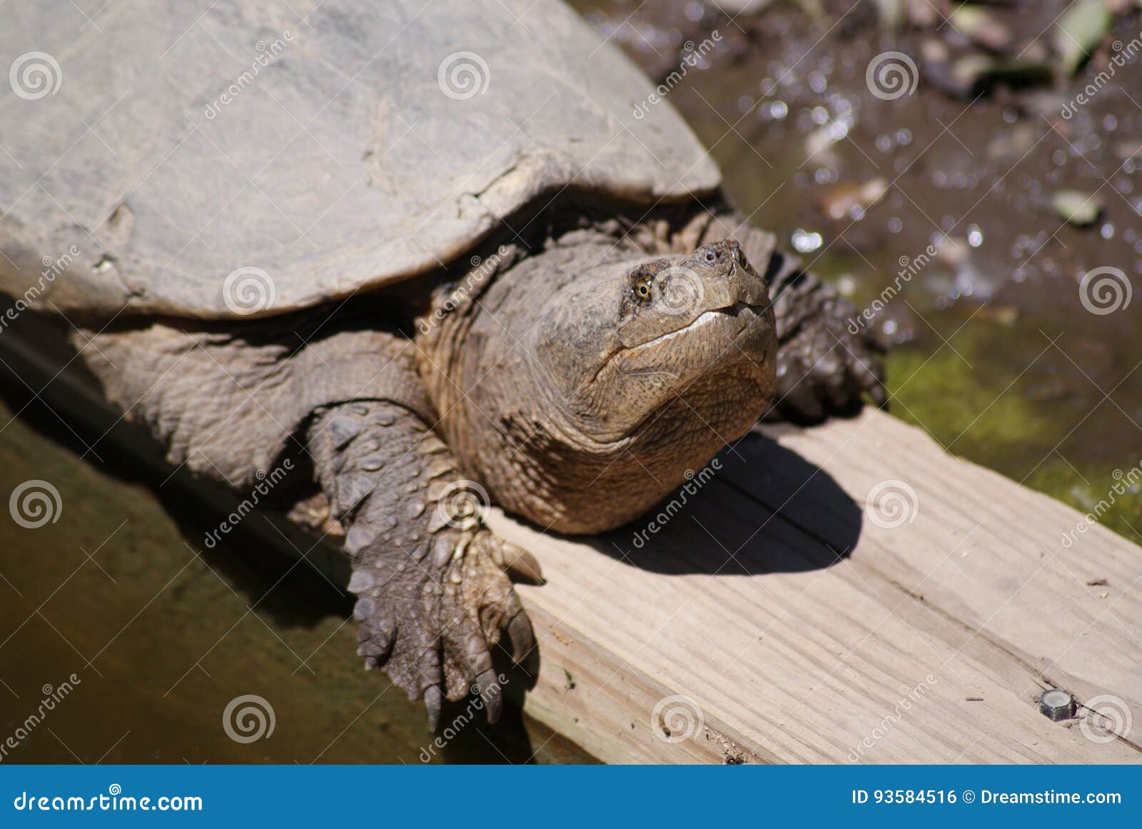Relaxing in the Sun stock photo. Image of feet, mouth - 93584516