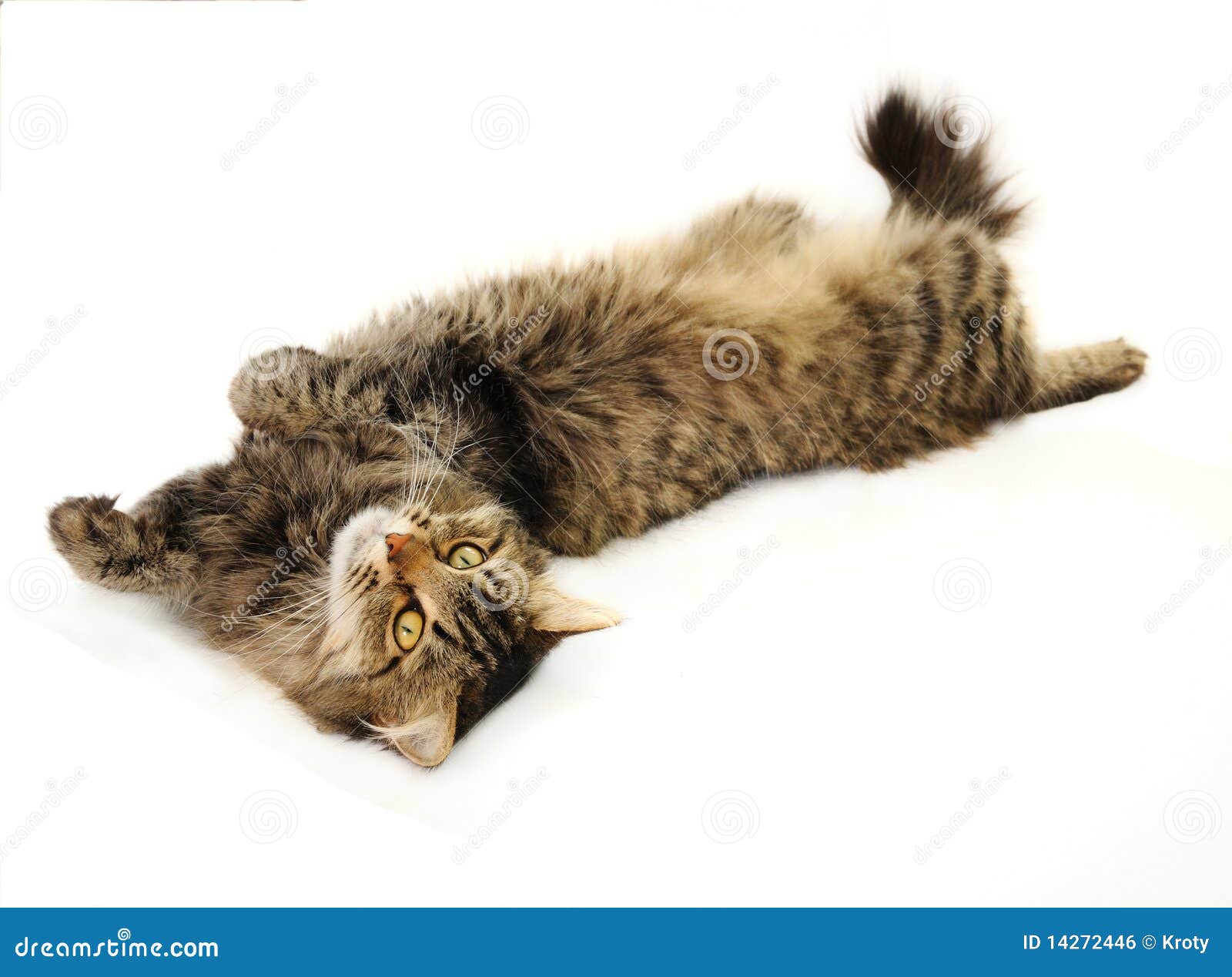 Fawning Cat Stock Photos - Free & Royalty-Free Stock Photos from Dreamstime