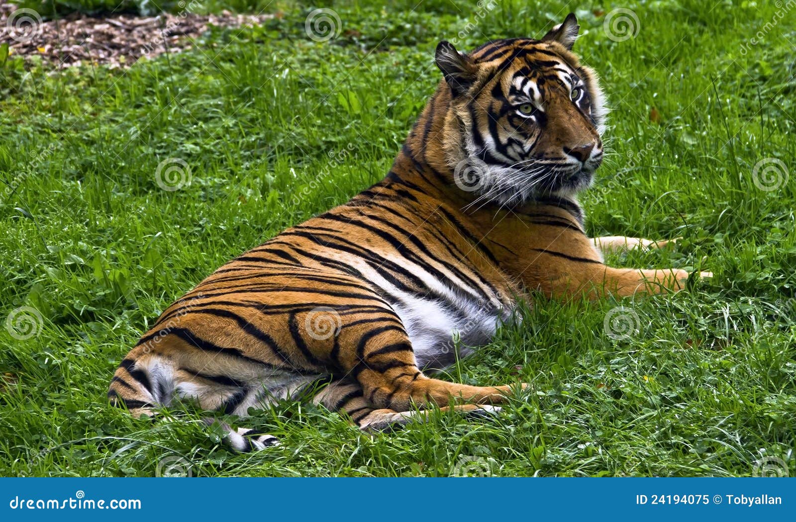 Relaxing Tiger stock image. Image of wild, animal, relaxing - 24194075