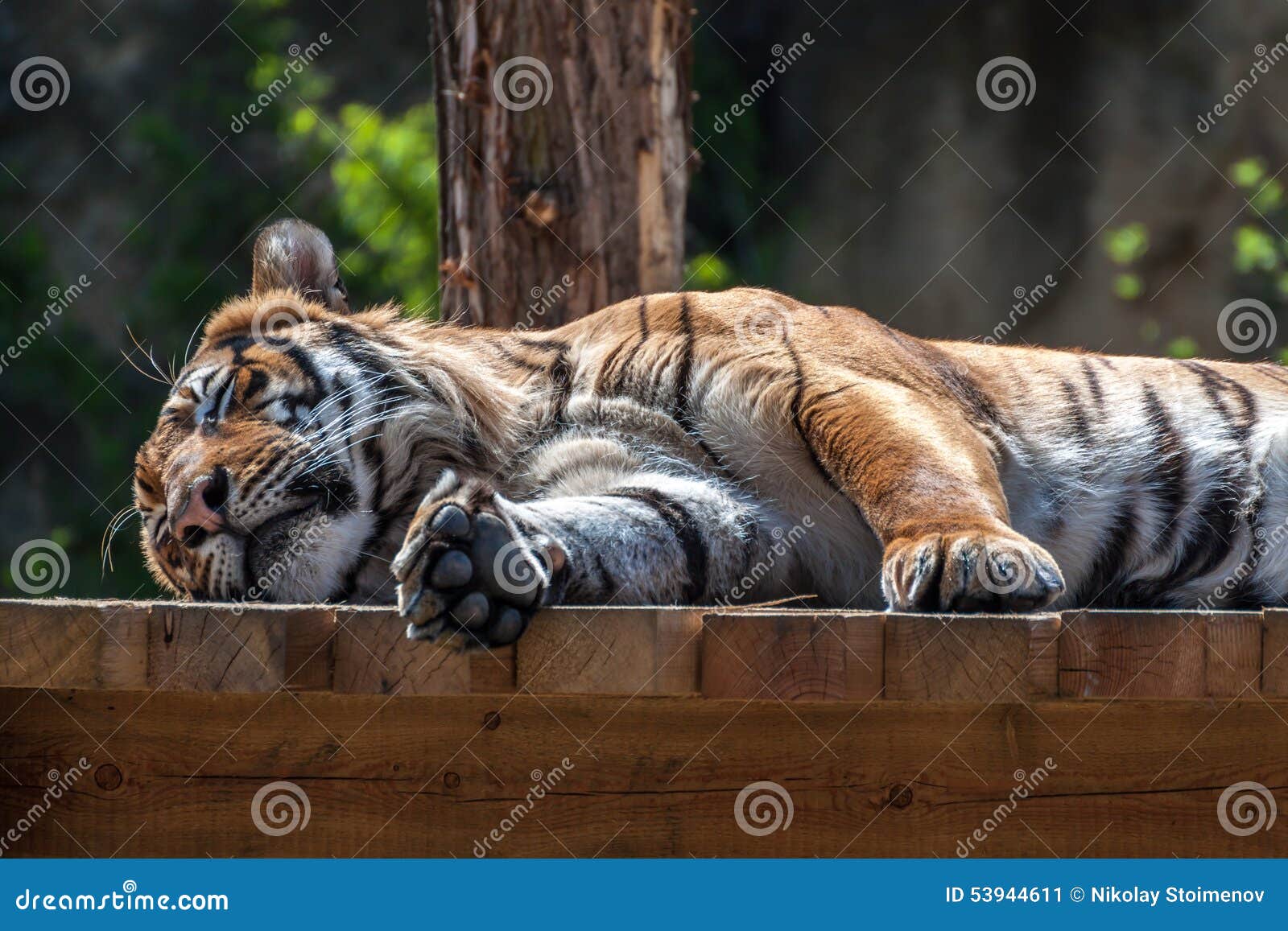 Relaxing tiger stock image. Image of wildcat, jungle - 53944611