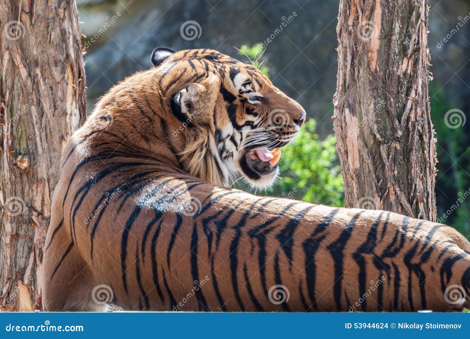 Relaxing tiger stock photo. Image of danger, bengal, wildcat - 53944624