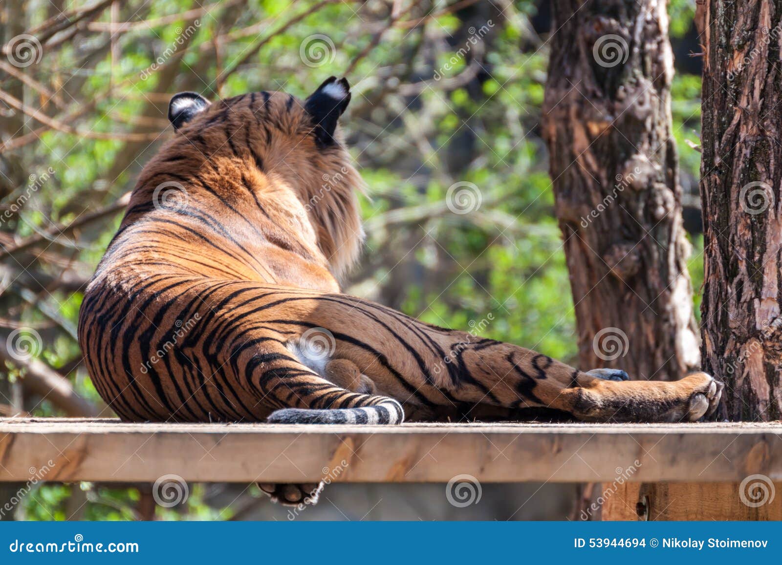 Relaxing tiger stock photo. Image of rest, mammal, wildcat - 53944694