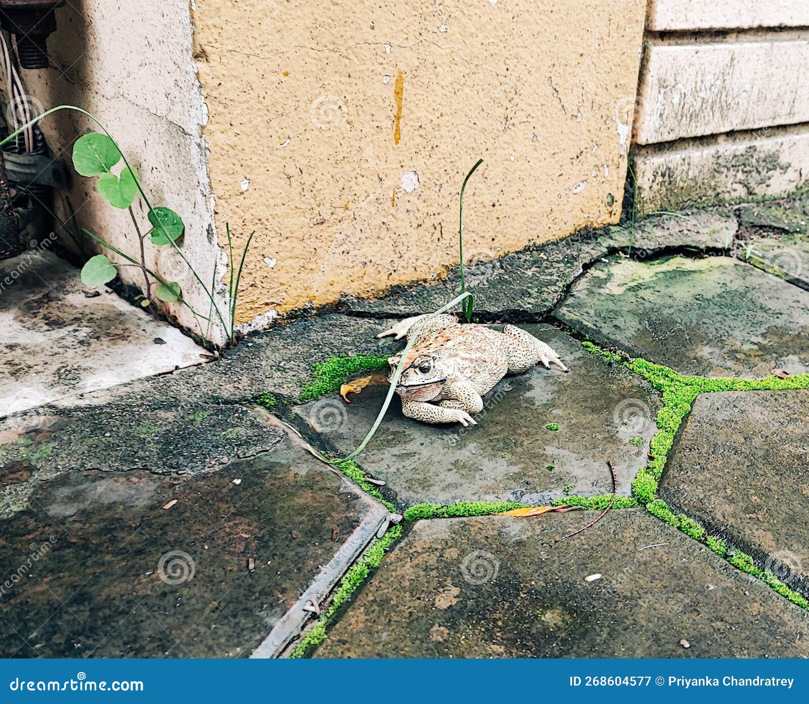 Relaxing TOD or frog. stock image. Image of relaxing - 268604577