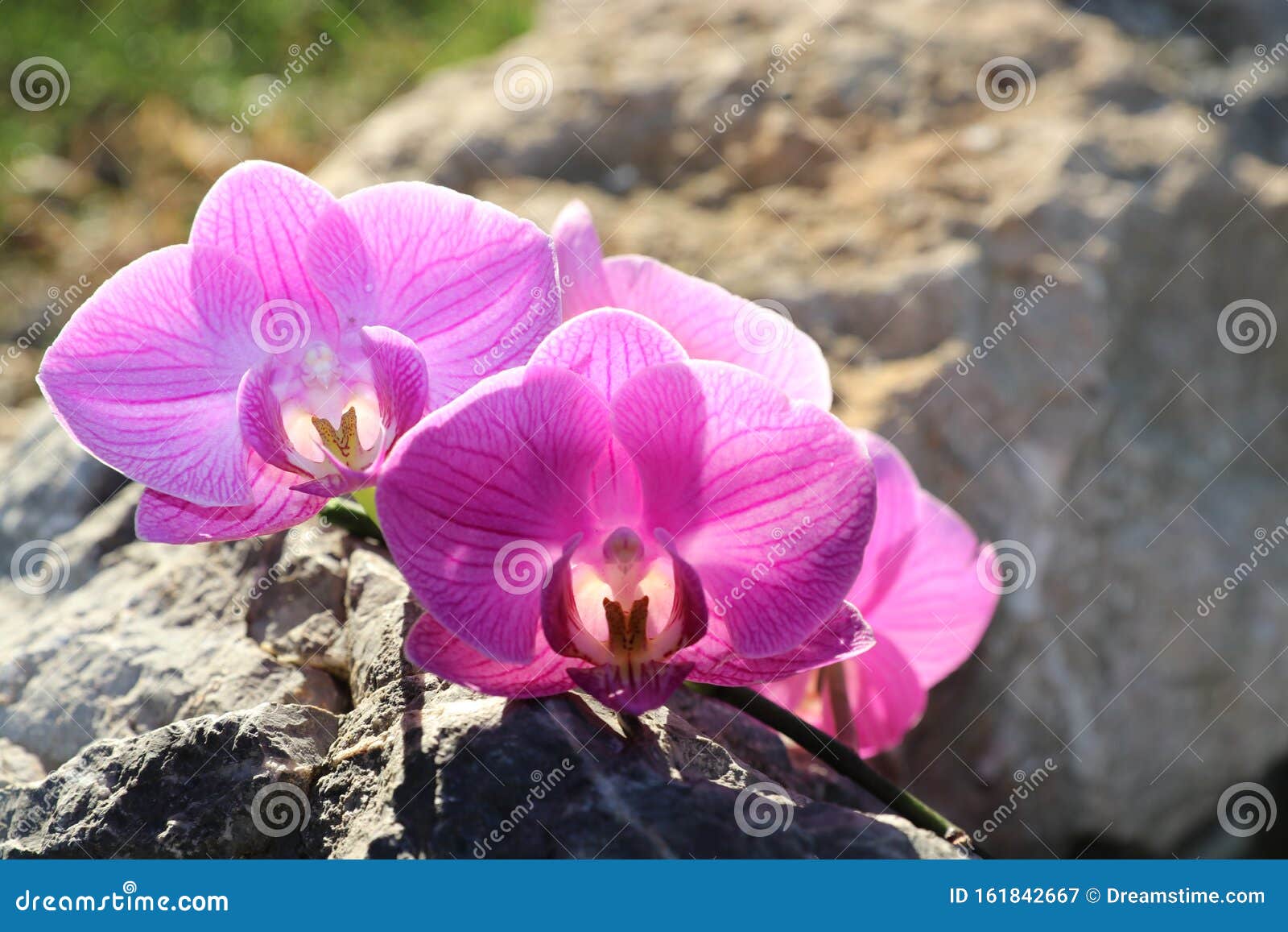 The Relaxing Tranquility of Orchids, Stock Image - Image of flowers ...
