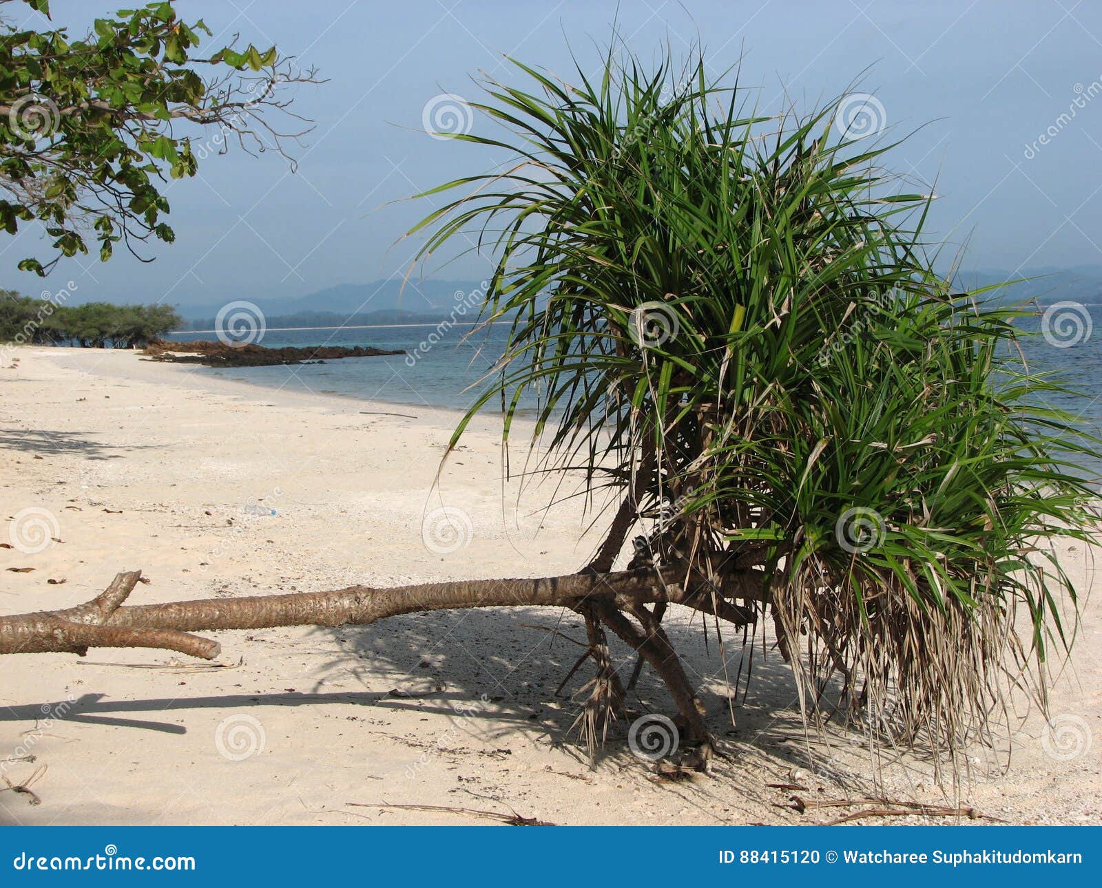 Relaxing tree. stock photo. Image of drowsiness, joyful - 88415120