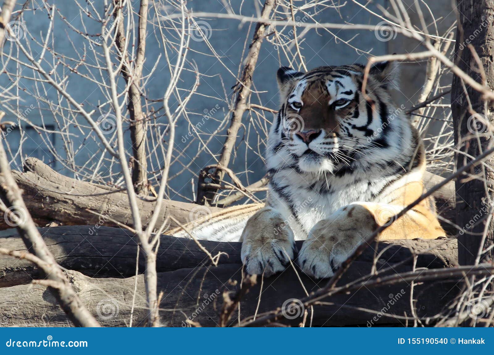 Relaxing ussurian tiger stock photo. Image of winter - 155190540