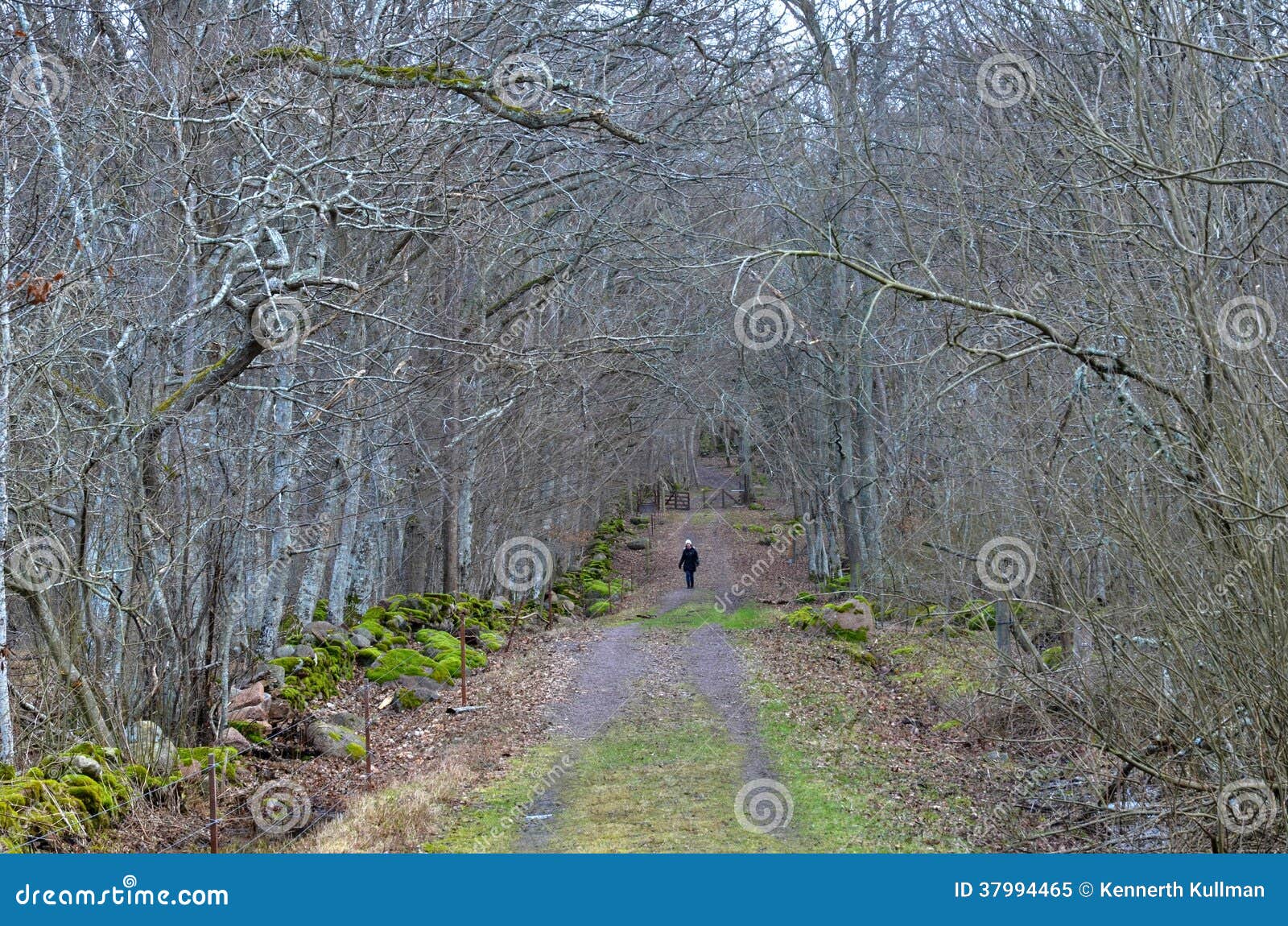 Relaxing Walk in the Forest Stock Image - Image of season, tranquil ...