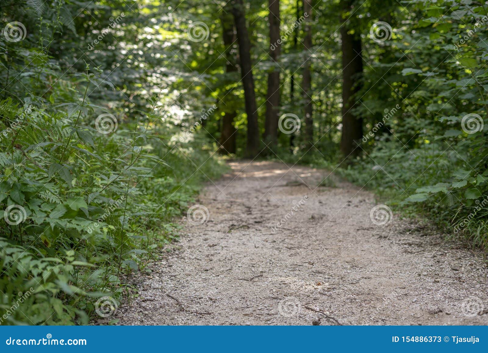 Green Forest Trail in the Summer Stock Image - Image of fairytale ...