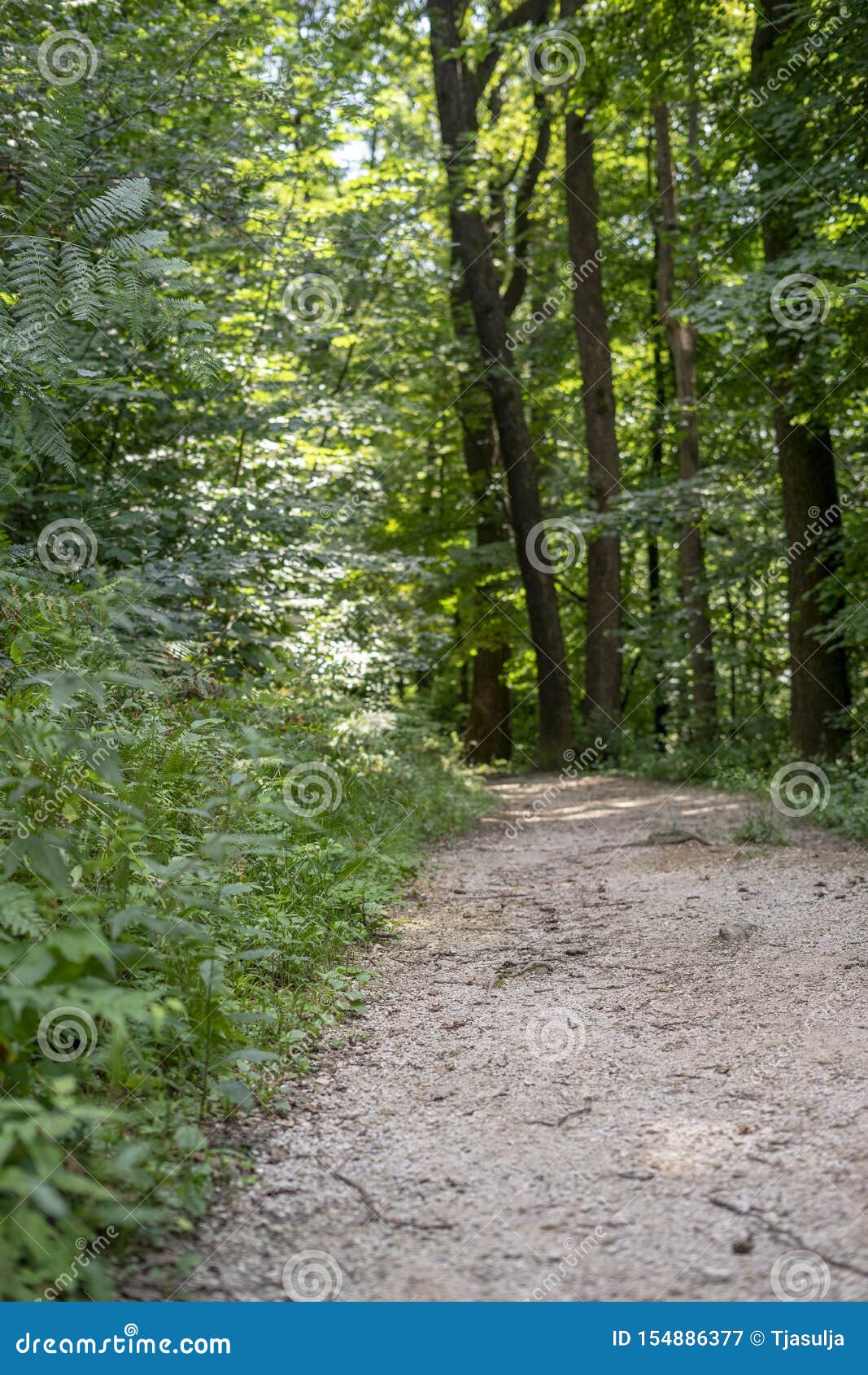 Green Forest Trail in the Summer Stock Image - Image of park, people ...
