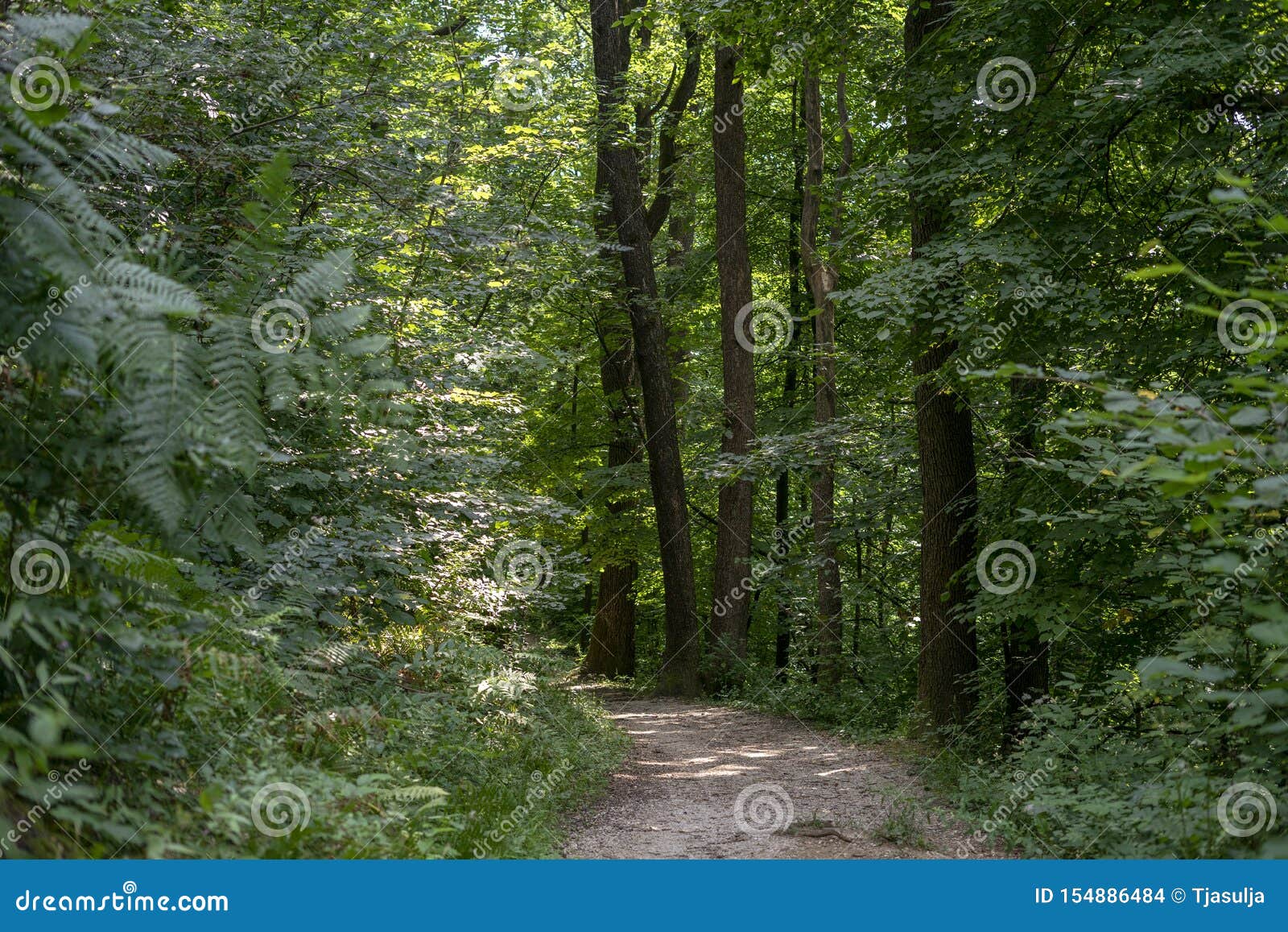Green Forest Trail in the Summer Stock Photo - Image of road, outdoor ...