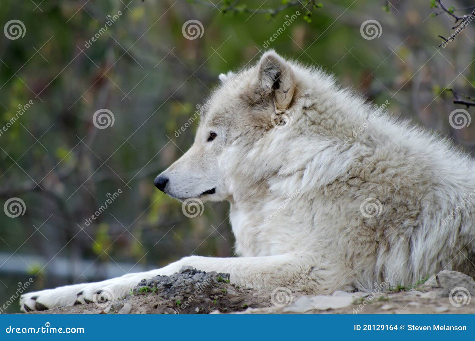 Relaxing wolf stock photo. Image of claws, grass, paws - 20129164