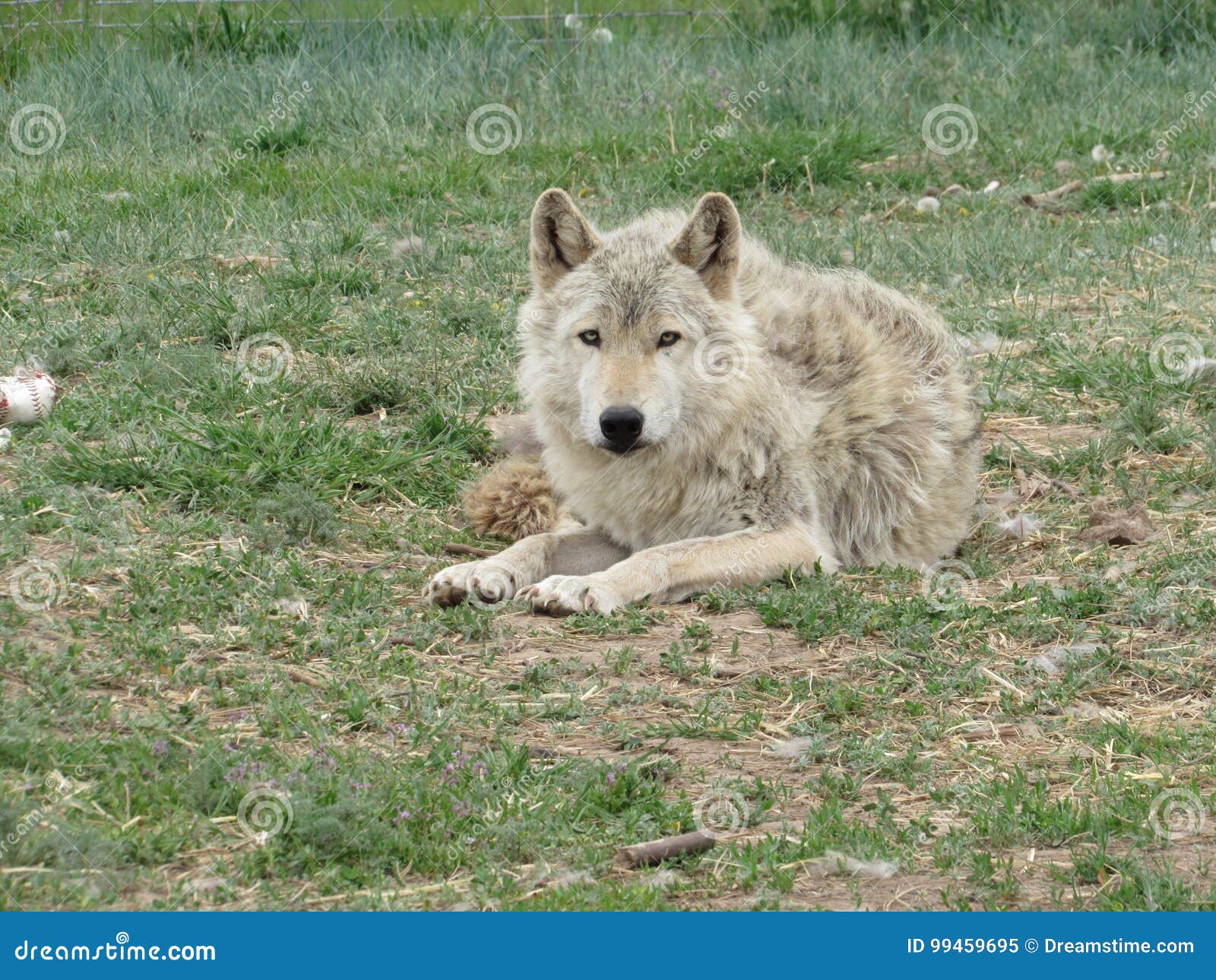 Relaxing wolf stock image. Image of preserve, wildlife - 99459695