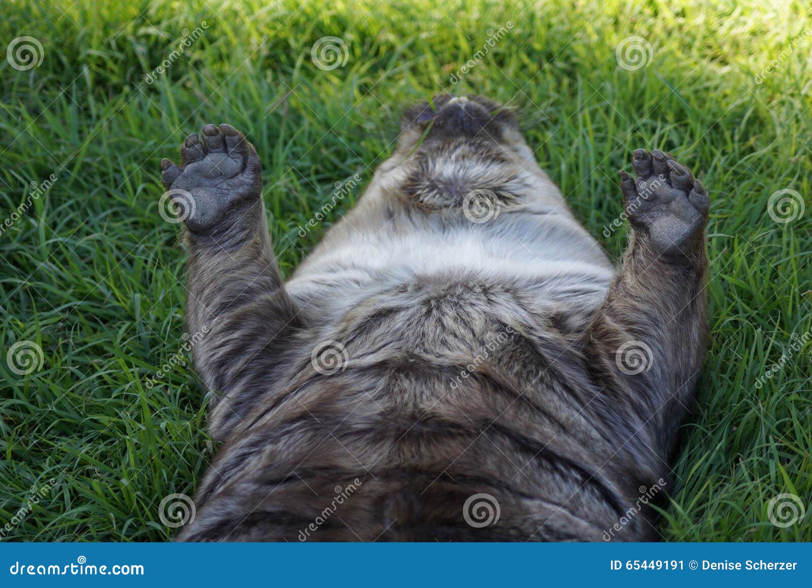 Relaxing wombat stock image. Image of herbivorous, stocky - 65449191