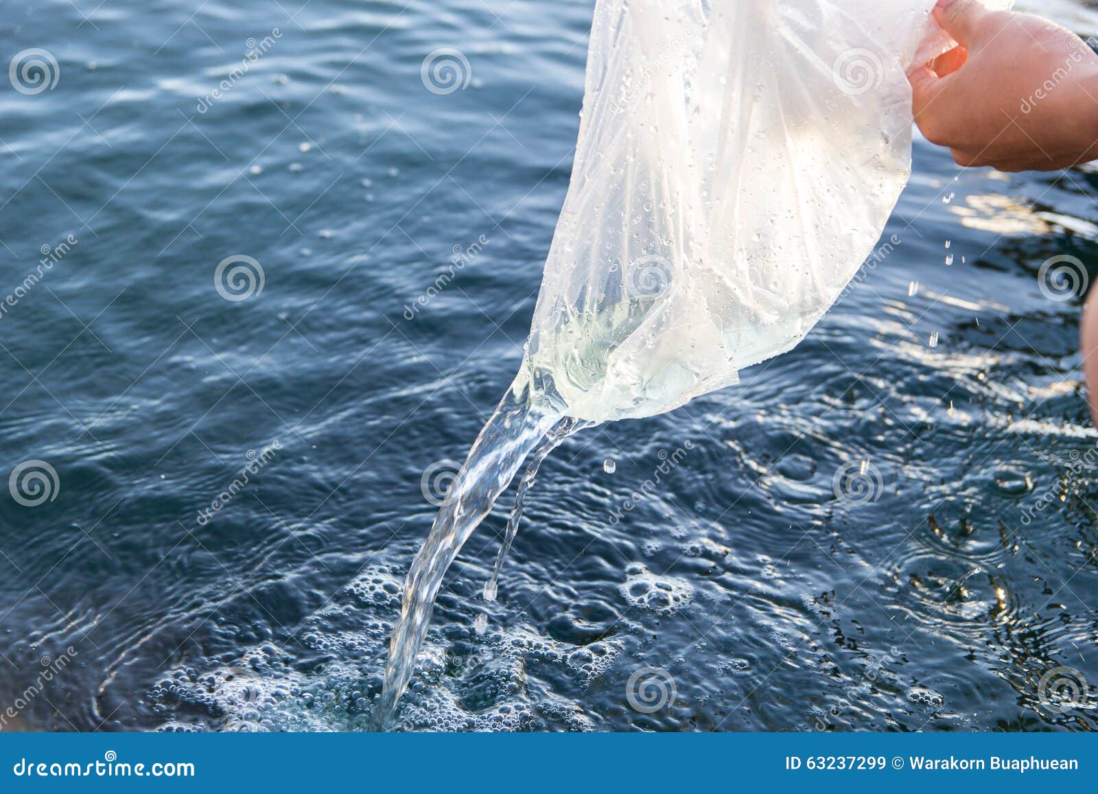 Release Larval Shrimp From A Plastic Bag Stock Image Image Of Small Fresh 63237299