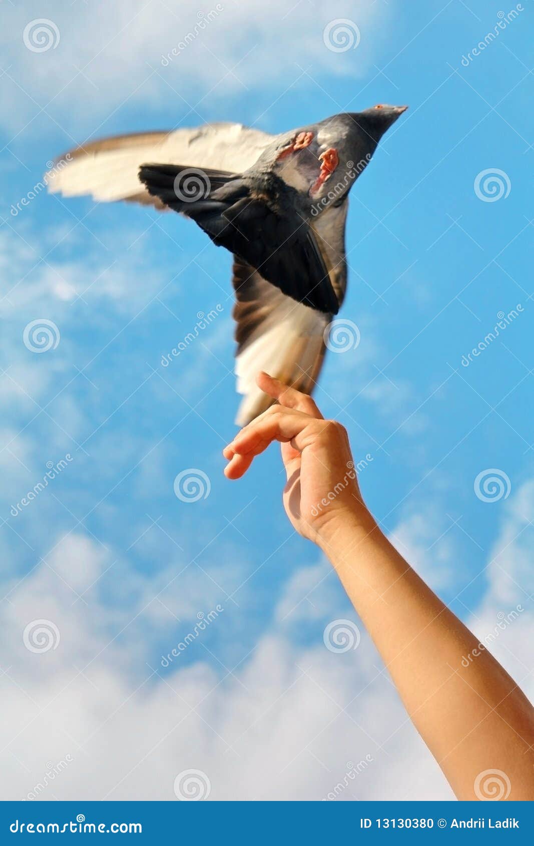 Releasing a Dove stock photo. Image of freedom, flight - 13130380
