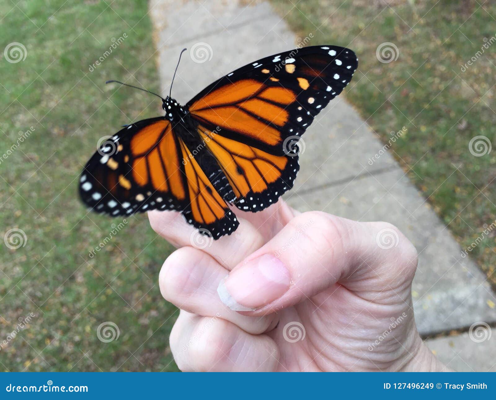 Monarch Butterfly Release, Taking Flight from Stock Image - Image of ...