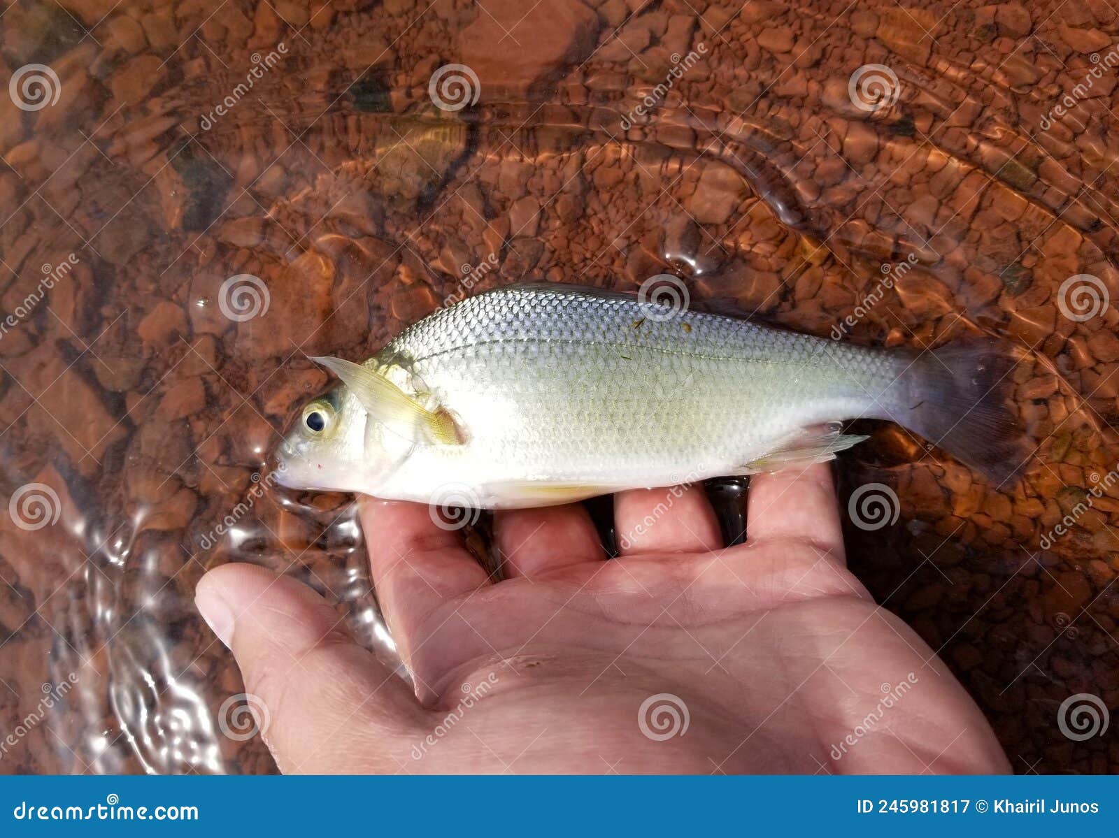 Releasing a Smallmouth Bass Back in the Water Stock Image - Image of ... Releasing a Smallmouth Bass Back in the Water Stock Image - Image of ...