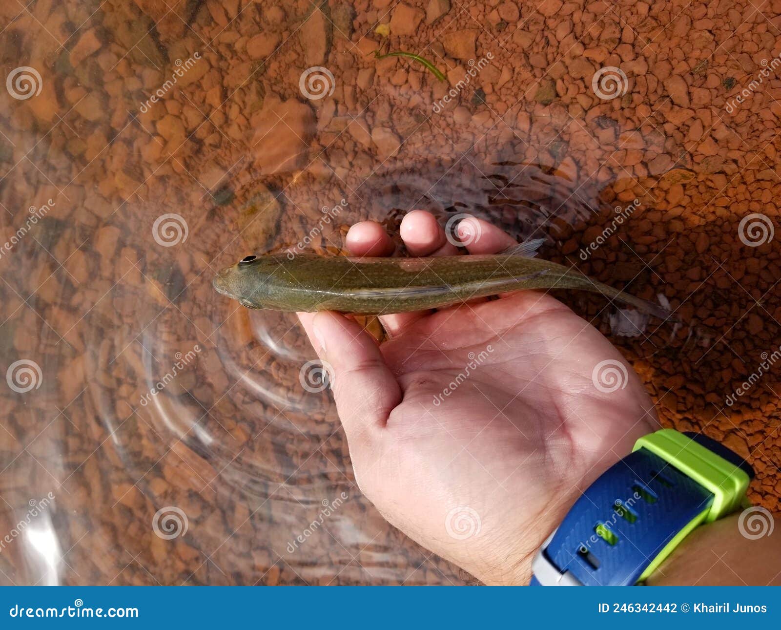 Releasing a Smallmouth Bass Back in the Water Stock Photo - Image of ... Releasing a Smallmouth Bass Back in the Water Stock Photo - Image of ...