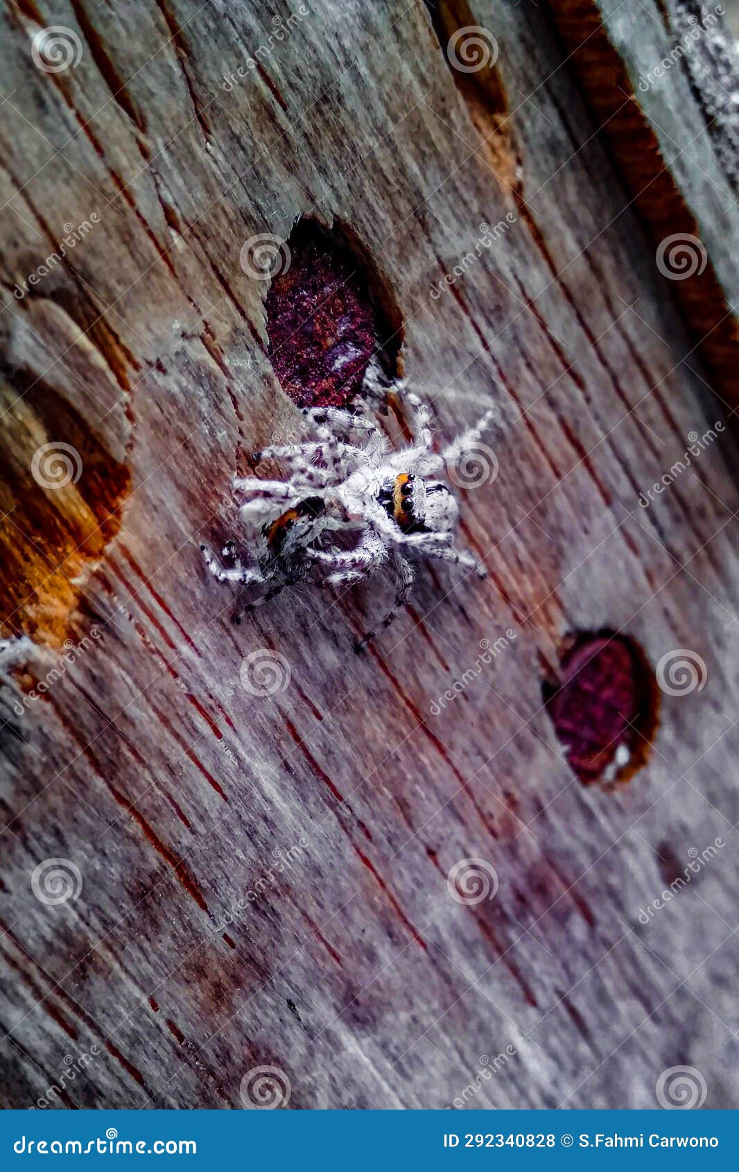 Reliable Jumping Spider is White Stock Photo - Image of hunt, outdoor ...