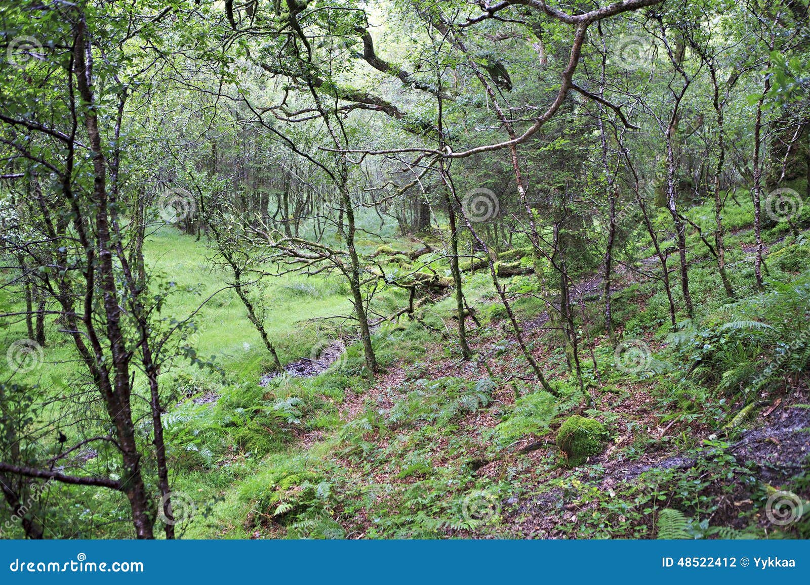 Relic Deciduous Forest after Rain. Stock Photo - Image of humidity ...