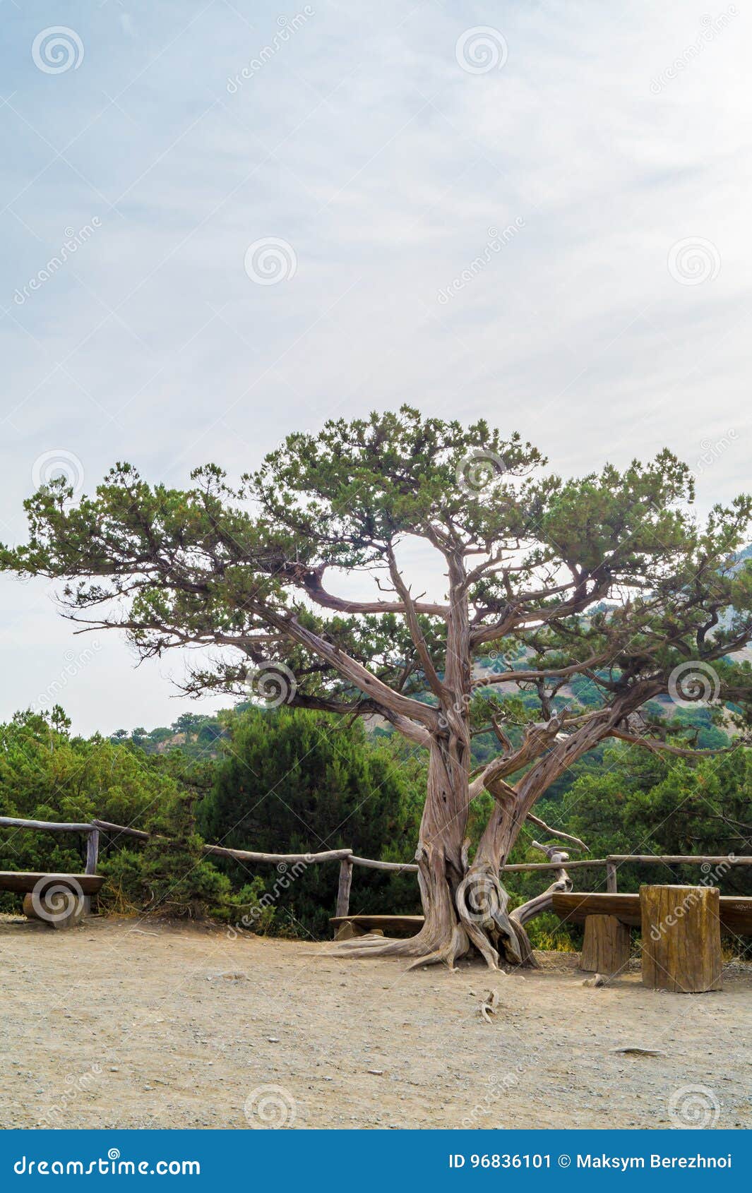 Relic Juniper Grove in Crimea Stock Image - Image of grove, bush: 96836101