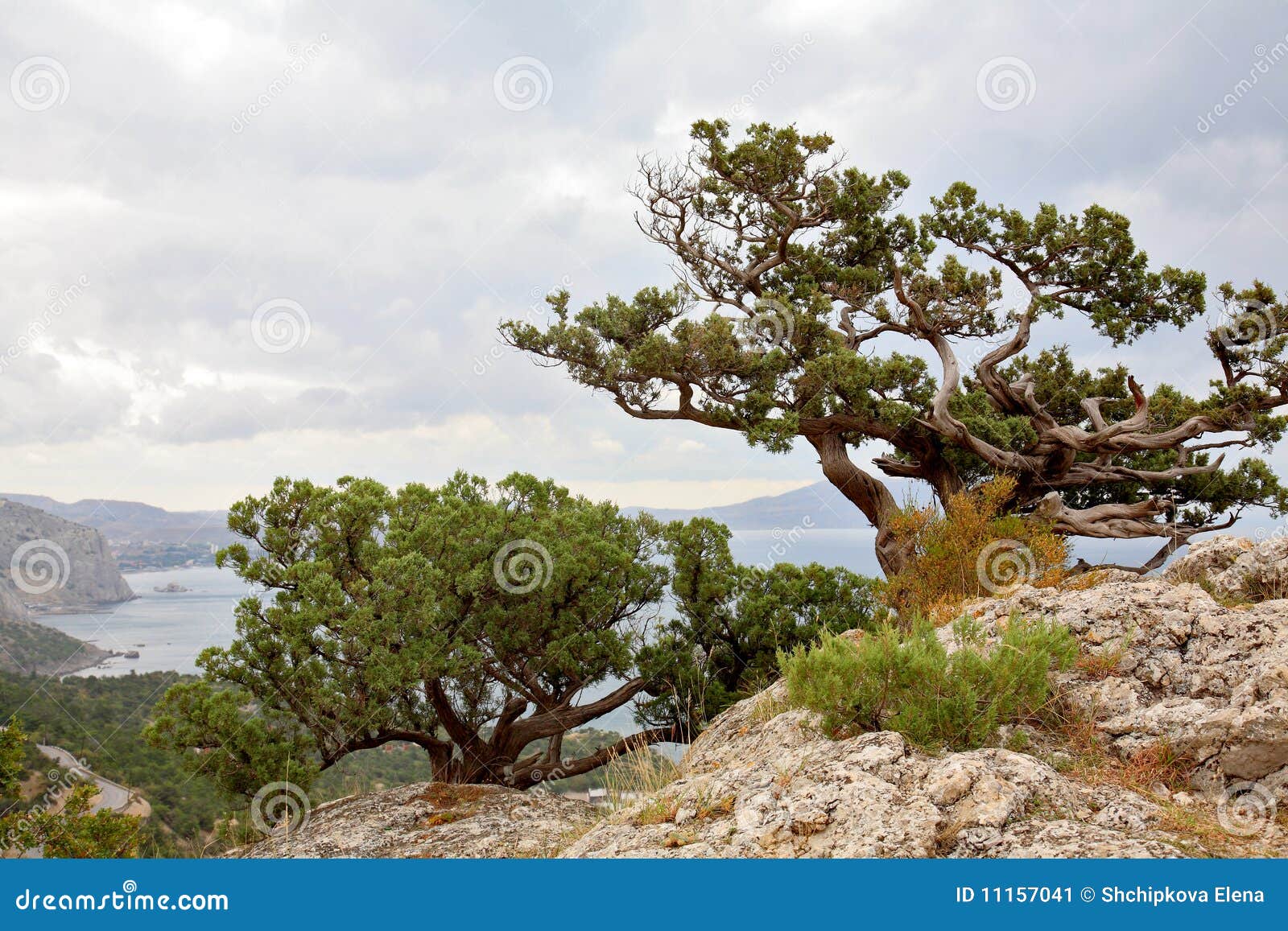 Relic Juniper Growing on Rock Stock Image - Image of relic, summer ...