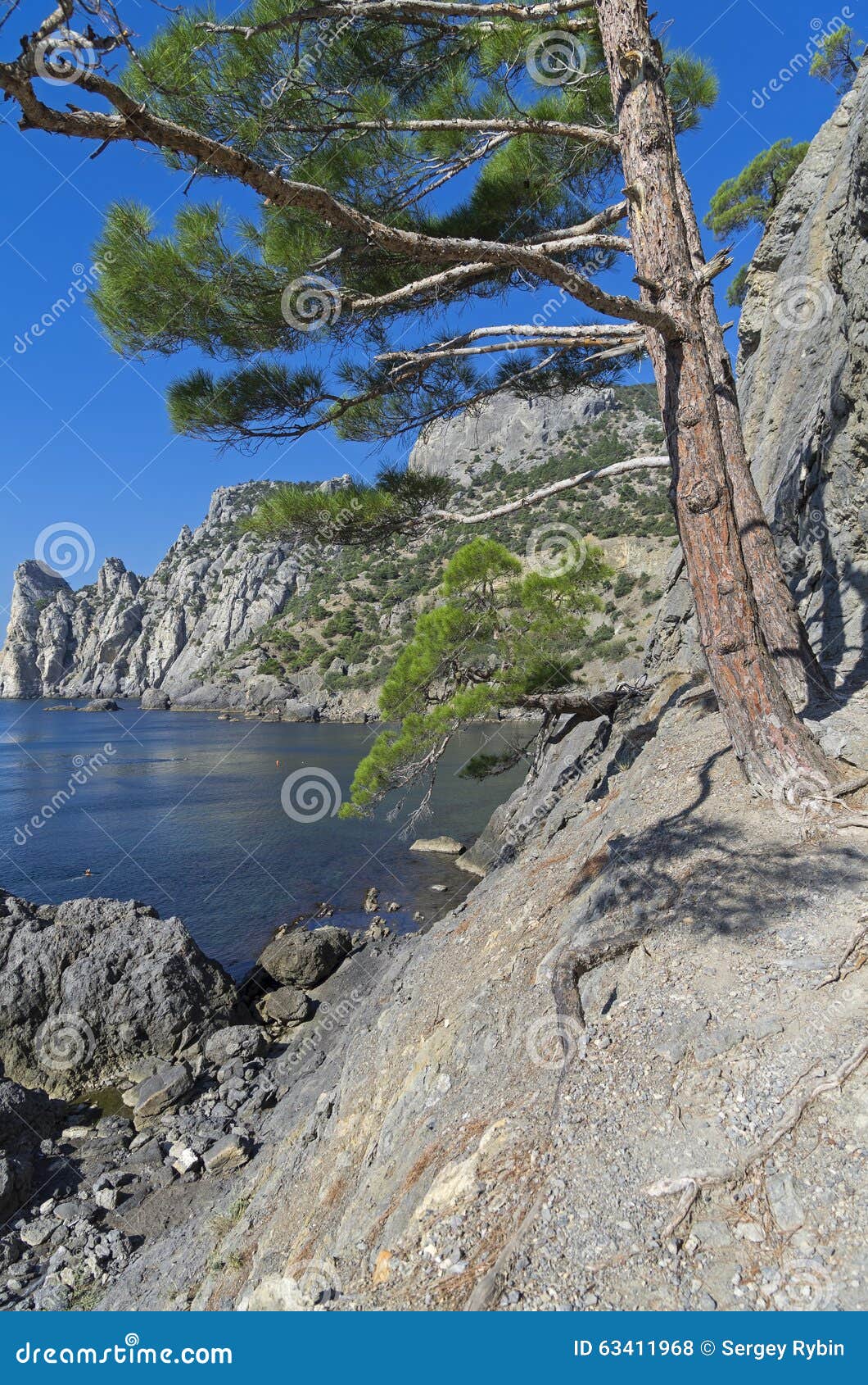 Relic Pine on the Coastal Cliff. Stock Photo - Image of relic ...