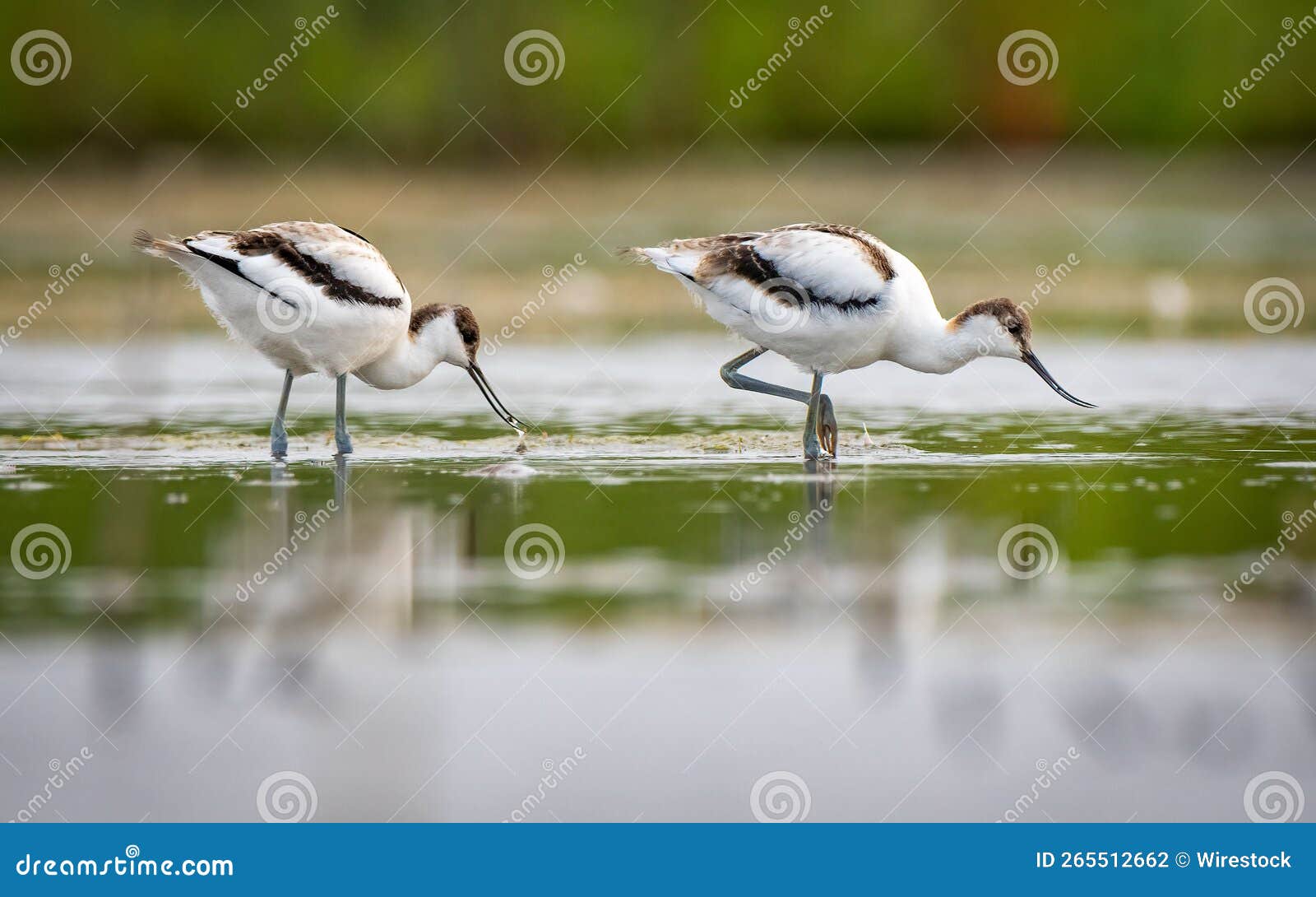 Relict Gull (Ichthyaetus Relictus) Drinking from the Swamp Stock Photo ...