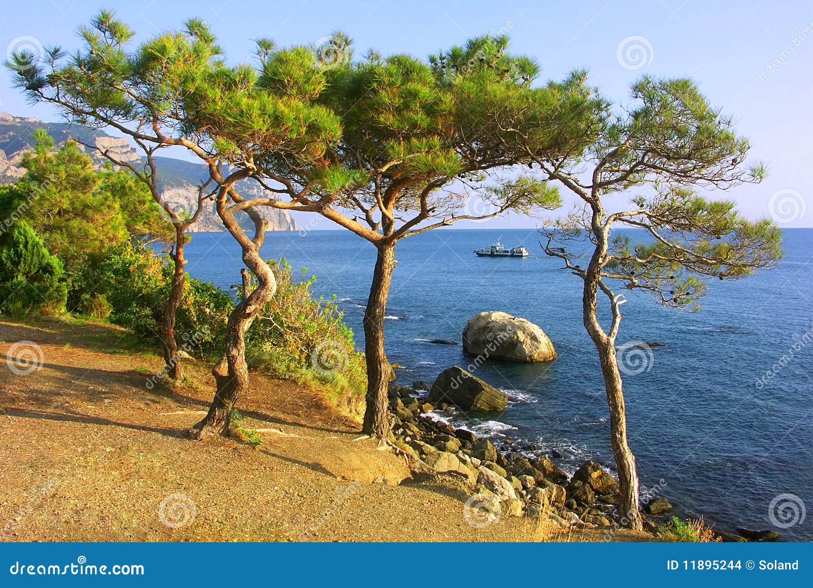 Relict Pine Tree on the Beach Stock Photo - Image of cross, rock: 11895244