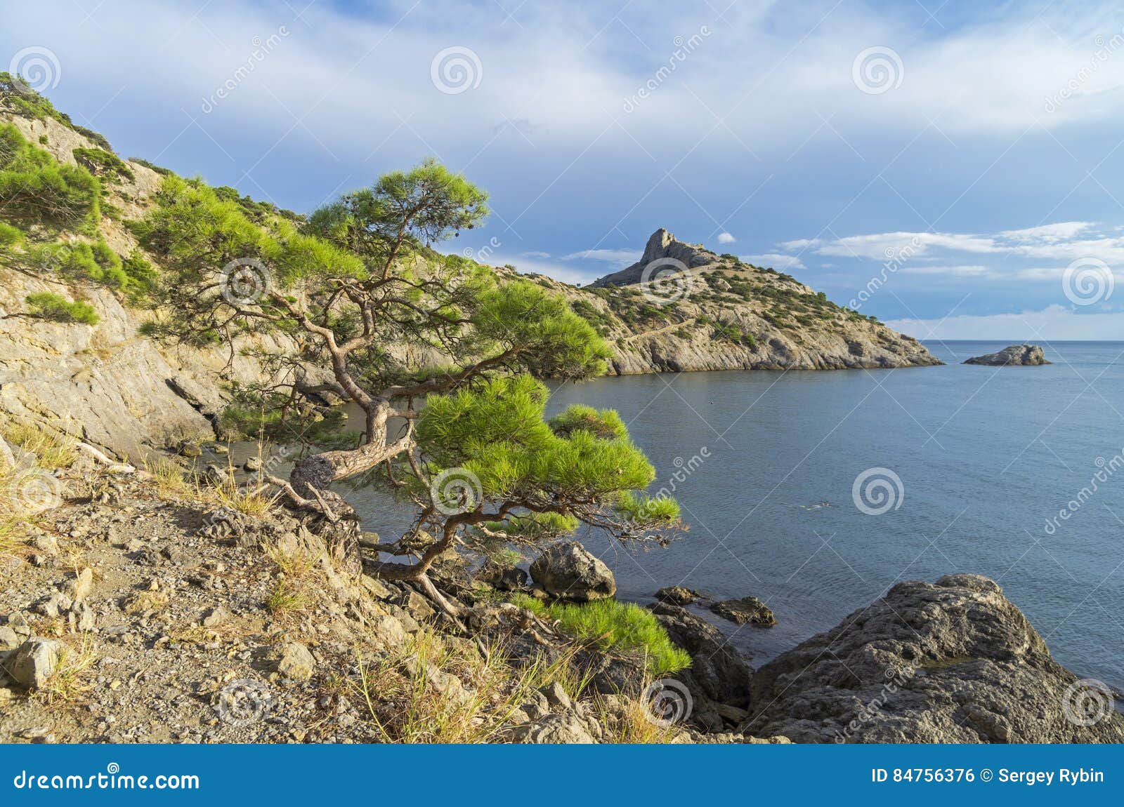 Relict Pine Tree on a Cliff. Crimea, September. Stock Photo - Image of ...