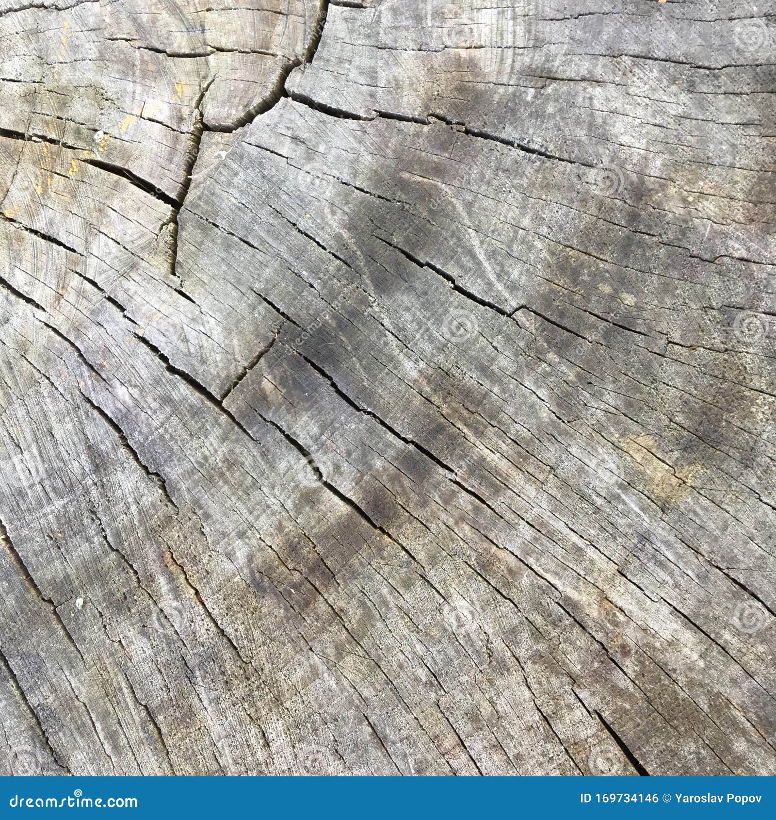 Relief cut of a tree stock photo. Image of ground, glued - 169734146