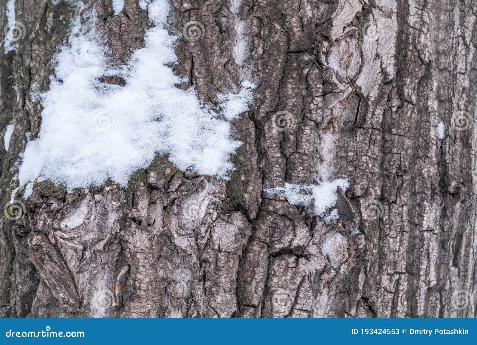 Relief Texture of the Bark of an Old Birch Tree in Winter with Moss and ...
