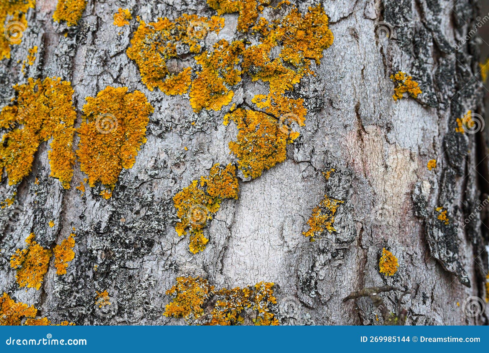 Relief Texture of Tree Bark with Orange Lichen and Moss on Tree Bark ...